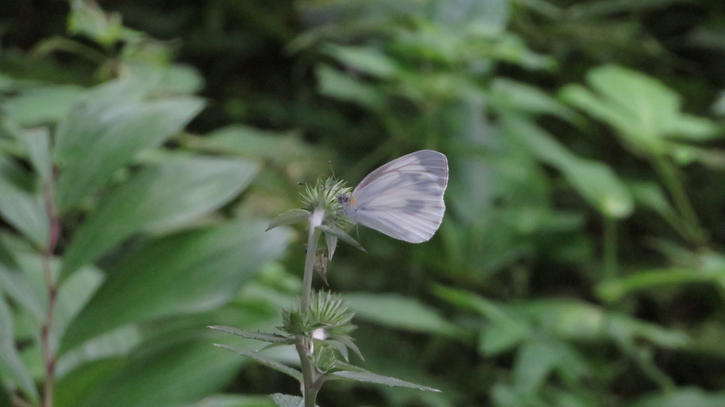 Garden Whites from Nada Ward, Kobe, Hyogo, Japan on August 17, 2024 at ...