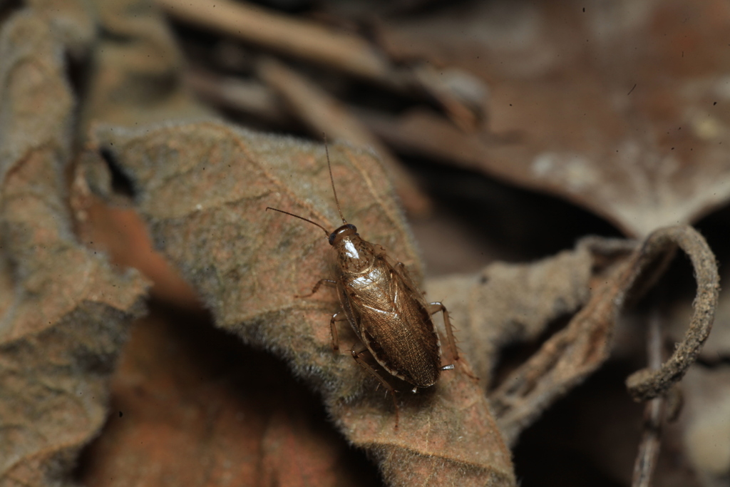 Anaplecta from 中国浙江省舟山市定海区 on August 17, 2024 at 10:12 PM by ...
