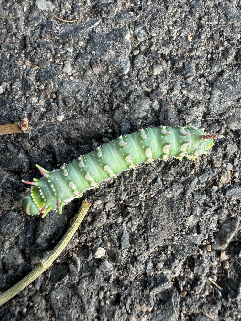 Hubbard's Silk Moth from N Paseo de la Terraza, Tucson, AZ, US on ...