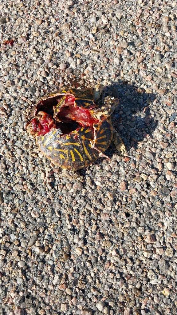 Ornate Box Turtle in August 2024 by Patrick Geier · iNaturalist