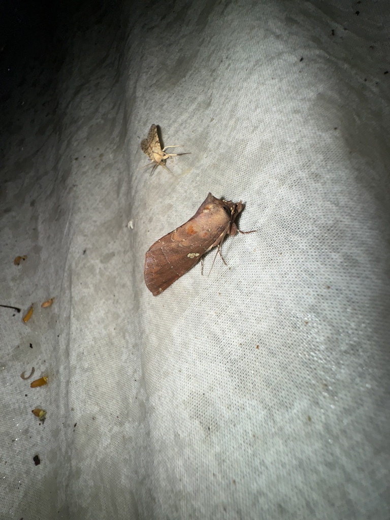 Hapigia simplex from Sarapiqui, Heredia, CR on August 11, 2024 at 01:14 ...