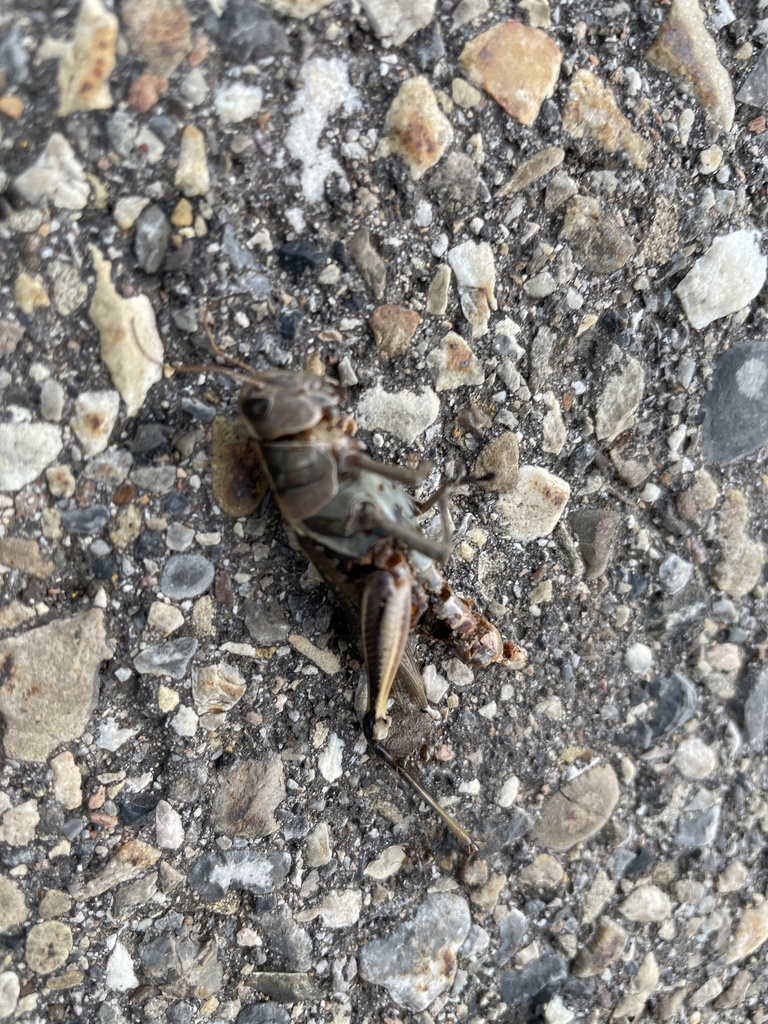 Two-striped Grasshopper from Tom Campbell's Hill, Calgary, AB, CA on ...