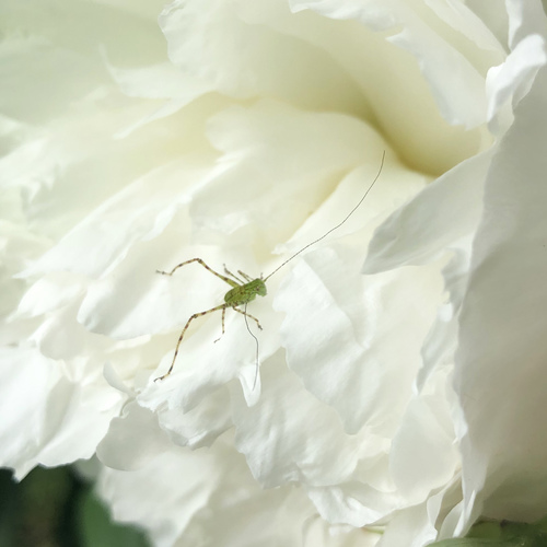 Observations by claggy · iNaturalist