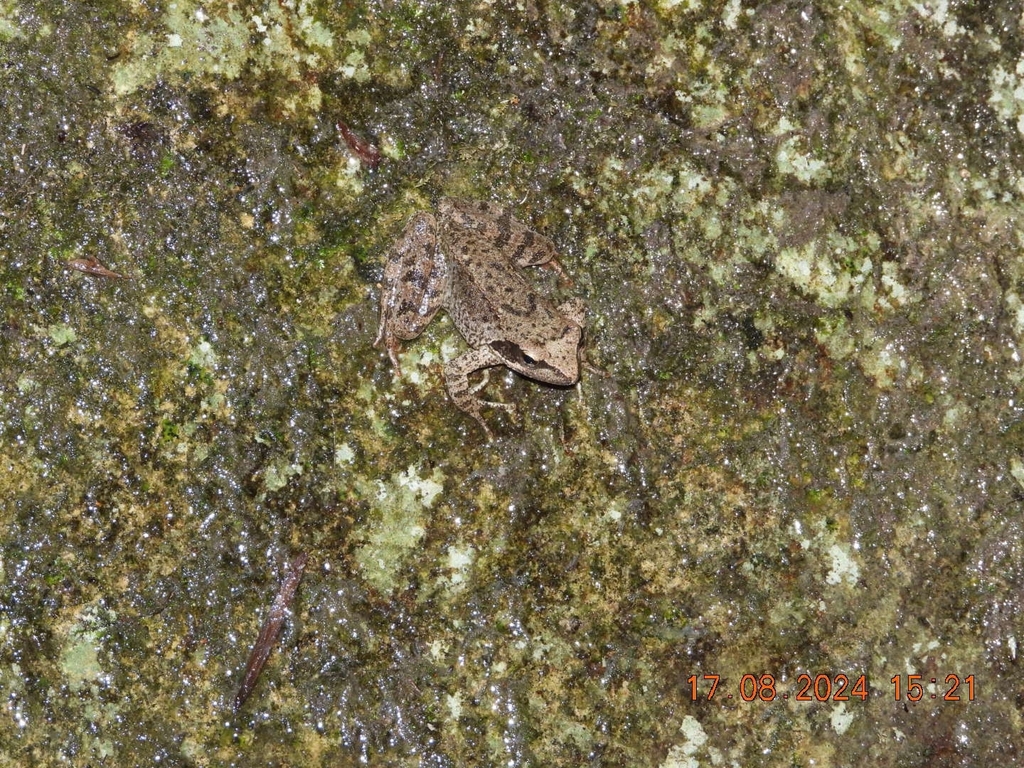 Italian Stream Frog from 82026 Morcone BN, Italia on August 17, 2024 at ...