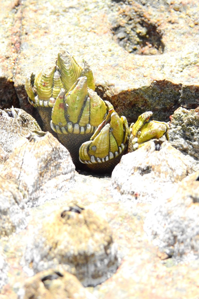 Japanese goose barnacle from 中国浙江省温州市瑞安市 on August 17, 2024 at 12:56 PM ...