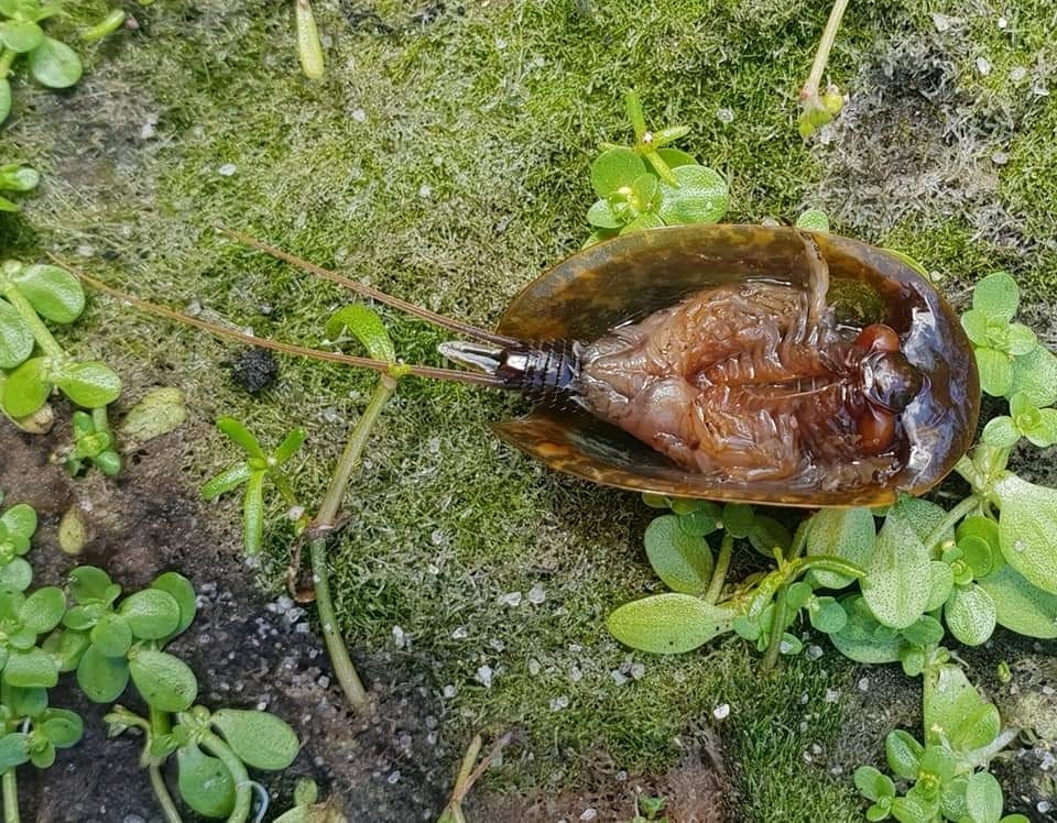 shield shrimp from Gelorup WA 6230, Australien on October 3, 2018 by ...