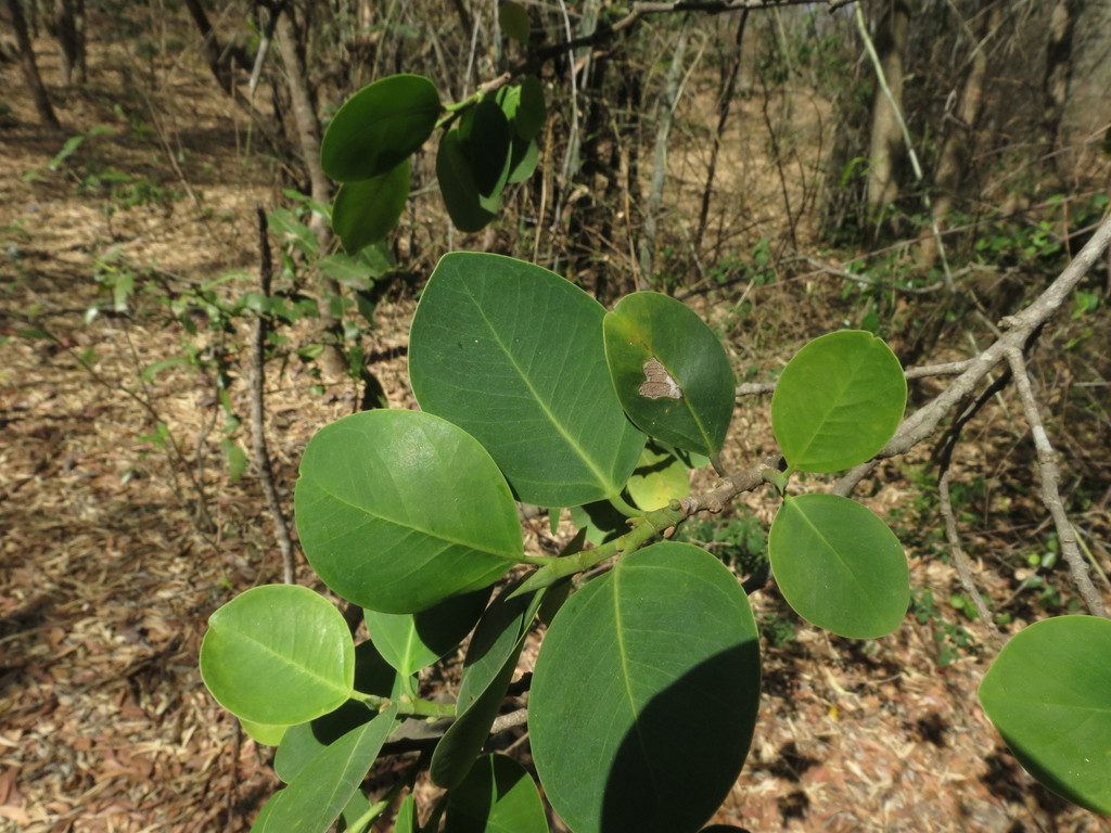 red sanders (Pterocarpus santalinus) - Botanical Realm