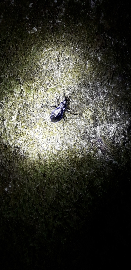 Blue Ground Beetle from Unnamed Road, Bodmin PL30 4EQ, UK on June 15 ...