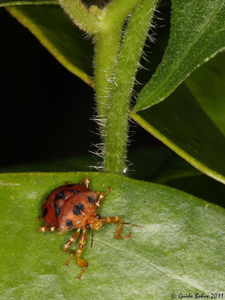 Cazira chiroptera in April 2011 by Dr. Guido Bohne. superfamily ...