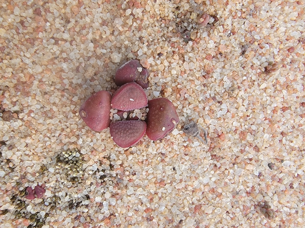 Crassula fragarioides in August 2024 by Domitilla Raimondo · iNaturalist