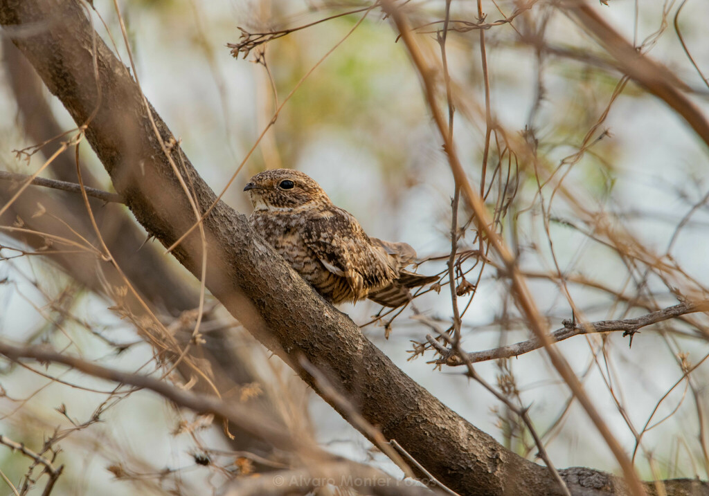 Lesser Nighthawk from El Fuerte, Sin., México on July 23, 2024 at 08:11 ...