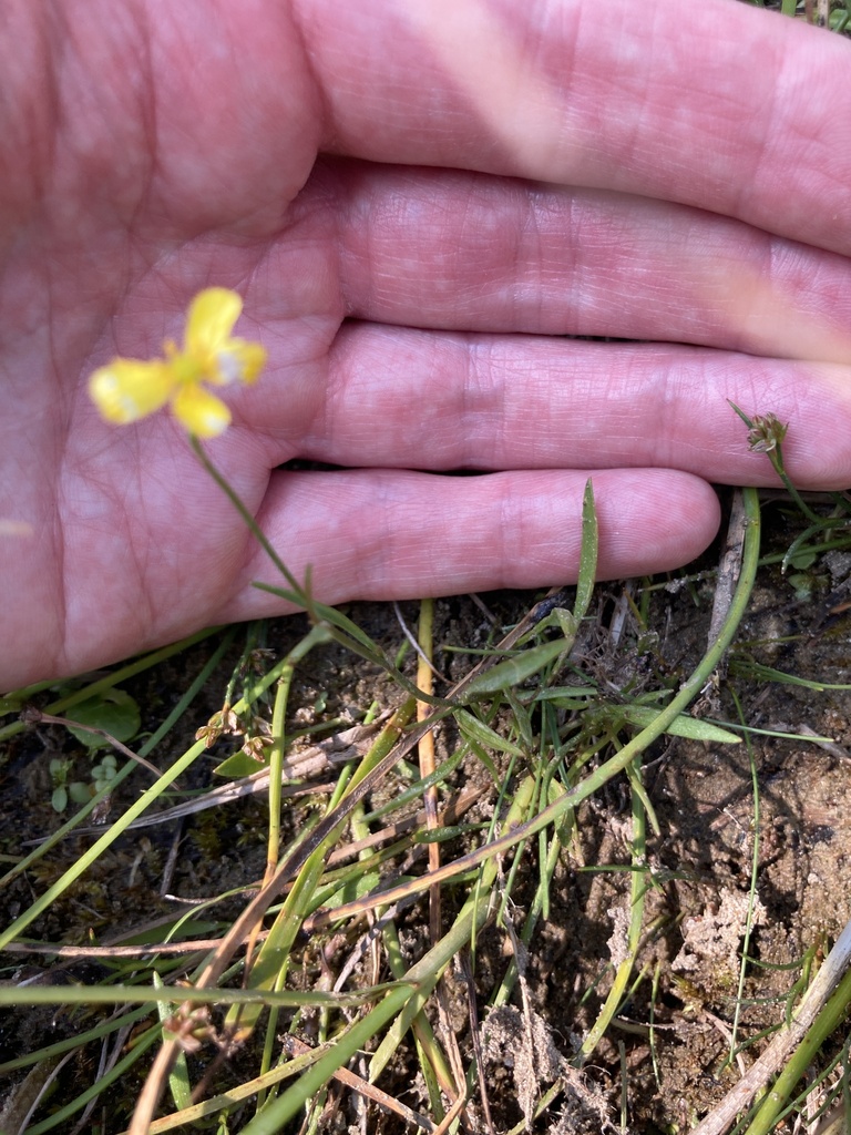 Lesser Spearwort from Coastal Road, Southport, England, GB on August 17 ...