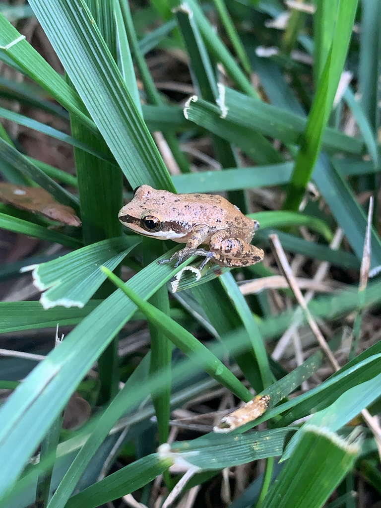 Upland Chorus Frog from Forsyth County, US-NC, US on August 10, 2024 at ...