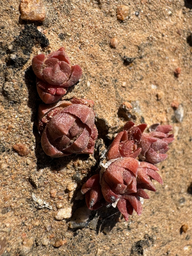 Crassula columnaris prolifera from Nama Khoi Rural, Springbok, NC, ZA ...