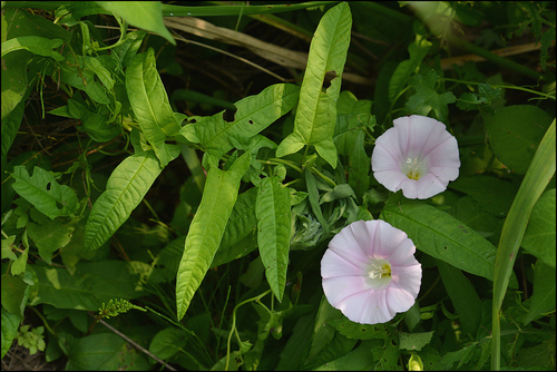 Japanese Bindweed (Calystegia pubescens) · iNaturalist