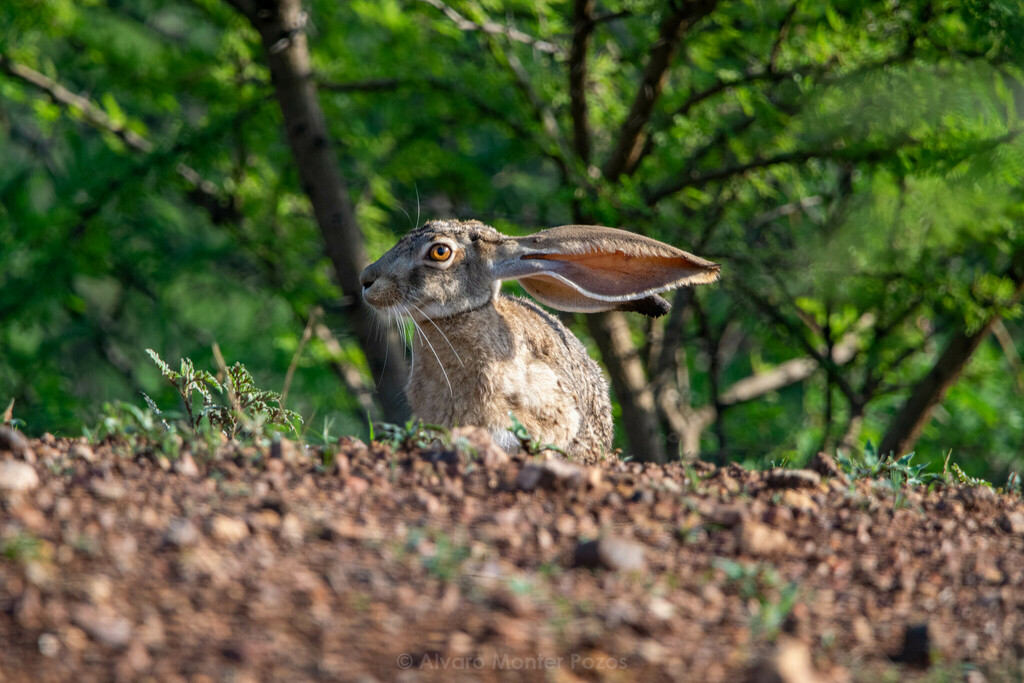 Liebre torda en agosto 2024 por Alvaro Monter Pozos · iNaturalist Mexico