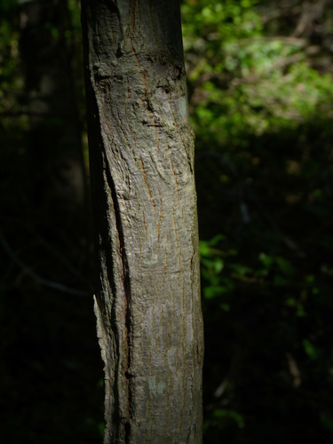 Mockernut Hickory (Carya alba) · iNaturalist