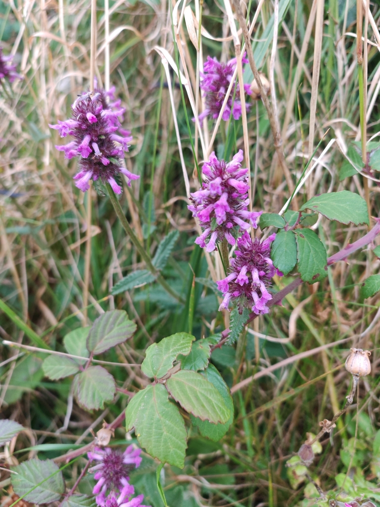 common hedge-nettle from Swansea, Wales, GB on August 17, 2024 at 07:21 ...