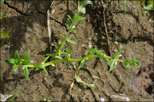 Gratiola japonica · iNaturalist