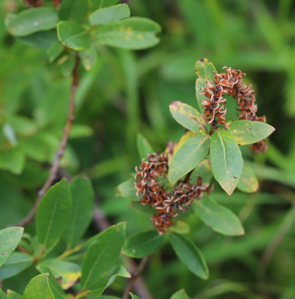 Halberd Willow from Ulaganskiy rayon, Gorno-Altay, Russia on July 26 ...