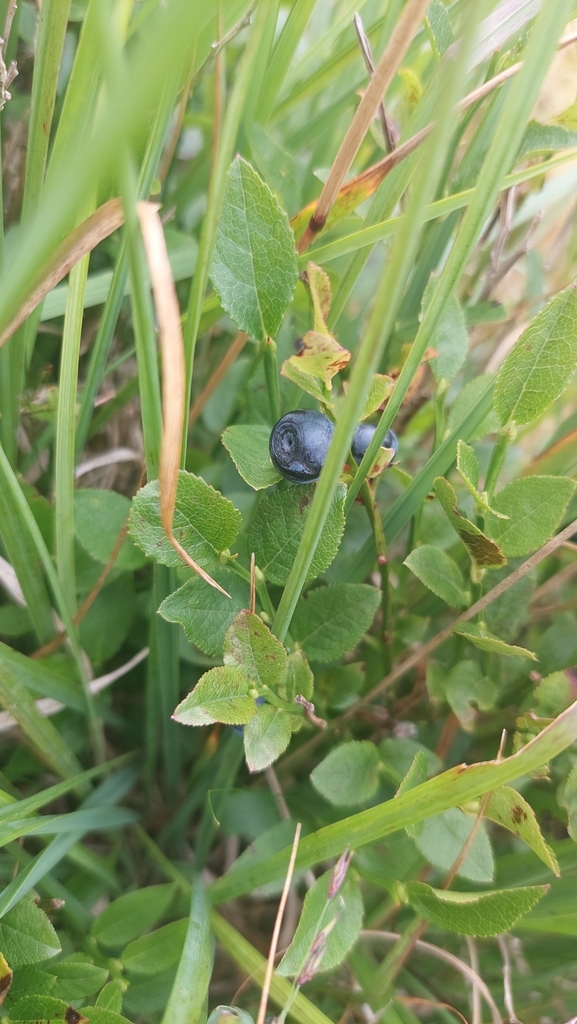 common bilberry from Yelverton PL20 6SA, UK on August 17, 2024 at 03:19 ...