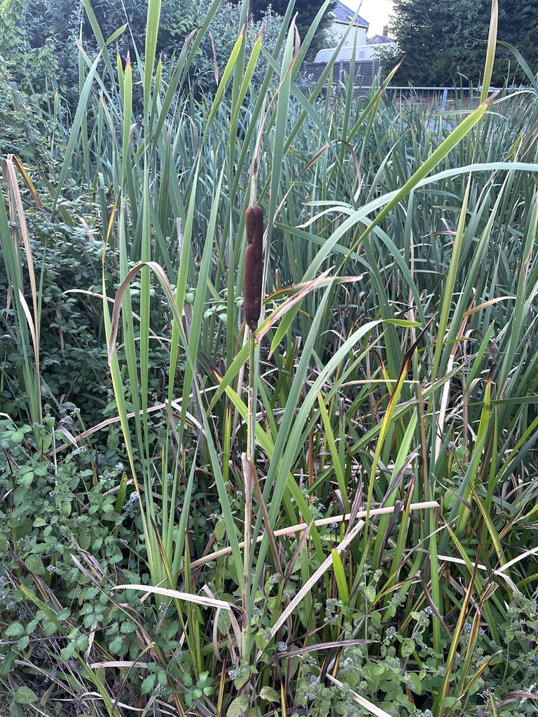 broadleaf cattail from Essex, England, GB on August 17, 2024 at 07:45 ...