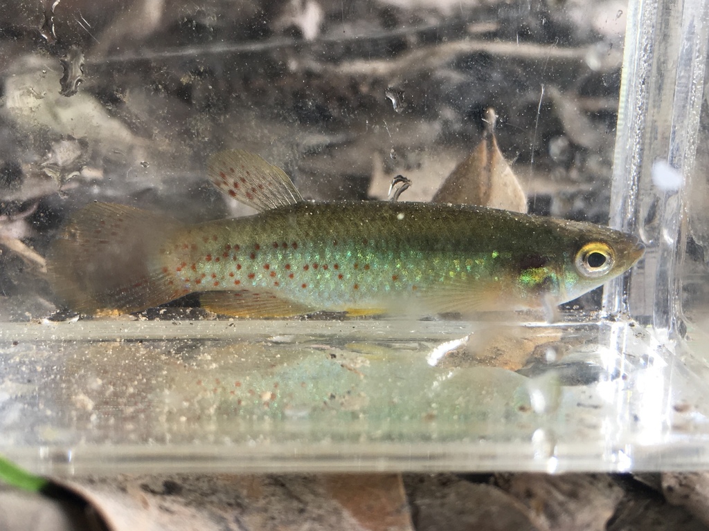 Golden Topminnow (Fundulus chrysotus) - Marine Life Identification