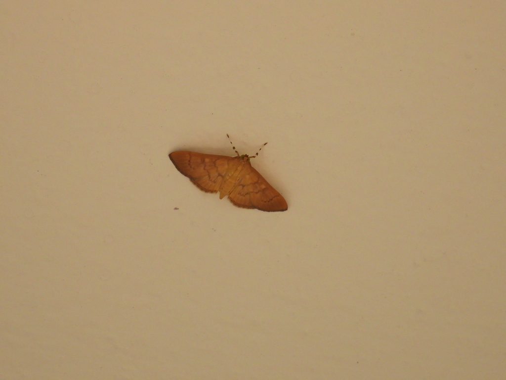 Pearl Moths from C. 29, Sta Rita, 97702 Tizimín, Yuc. on August 16 ...