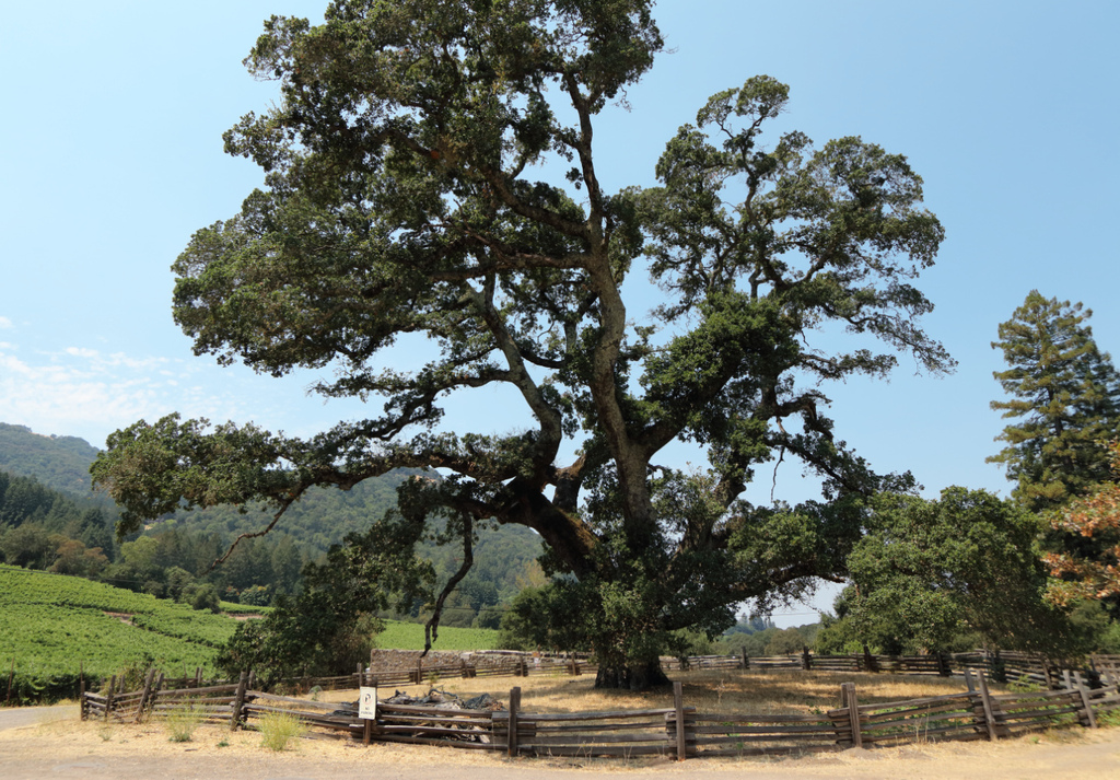 Valley Oak (Trees and Shrubs of Folsom, California) · iNaturalist