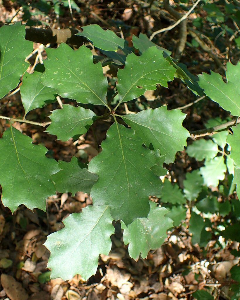 Oracle Oak (Trees and Shrubs of Folsom, California) · iNaturalist
