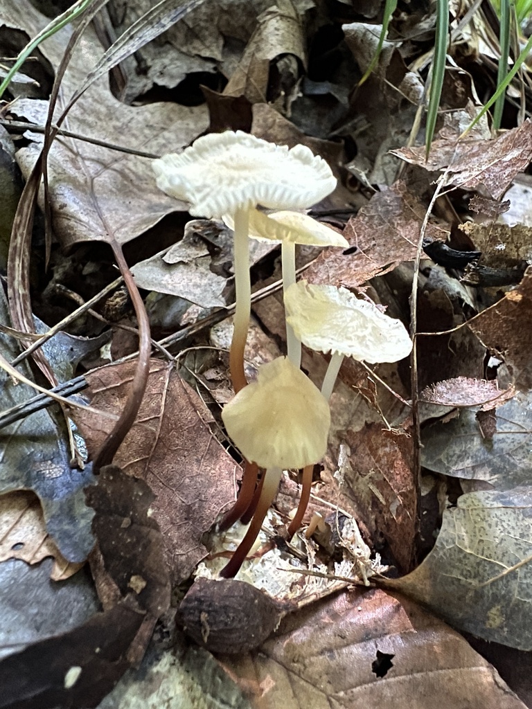 Marasmius delectans from Hoosier National Forest, Norman, IN, US on ...