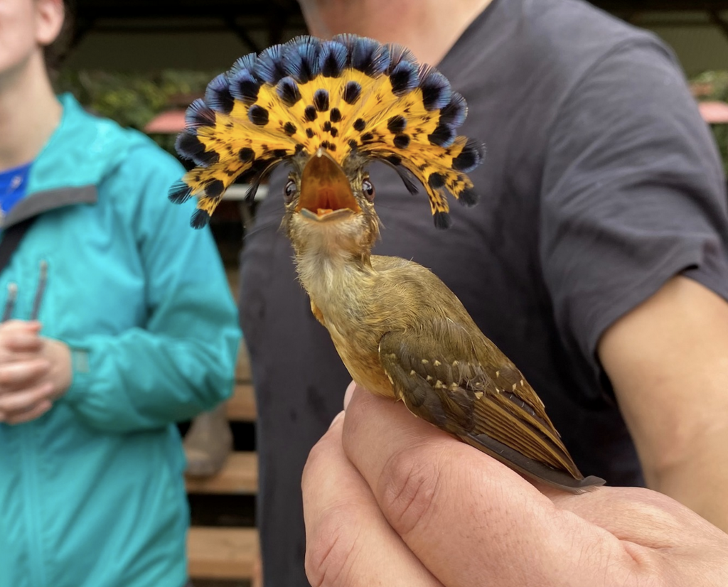Tropical Royal Flycatcher from 7QRV+XP9 Reserva Natural Cocobolo, Bajo ...