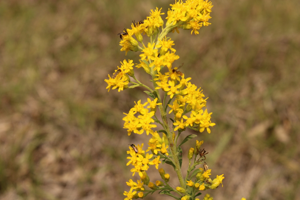 Hairy Goldenrod from Argyle, MB R0K, Canada on August 17, 2024 at 12:56 ...