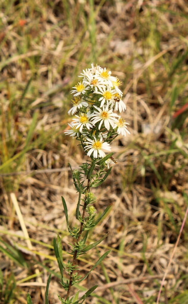 white prairie aster from Argyle, MB R0K, Canada on August 17, 2024 at ...