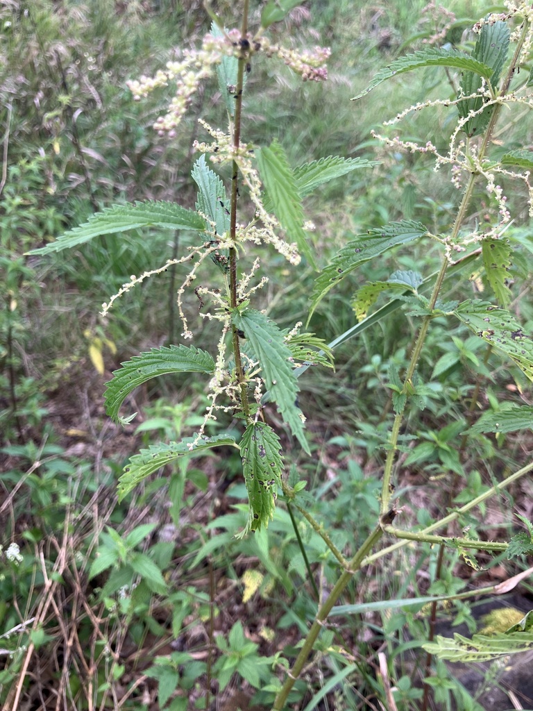 slender stinging nettle from 128th Ave NE, Blaine, MN, US on August 17 ...