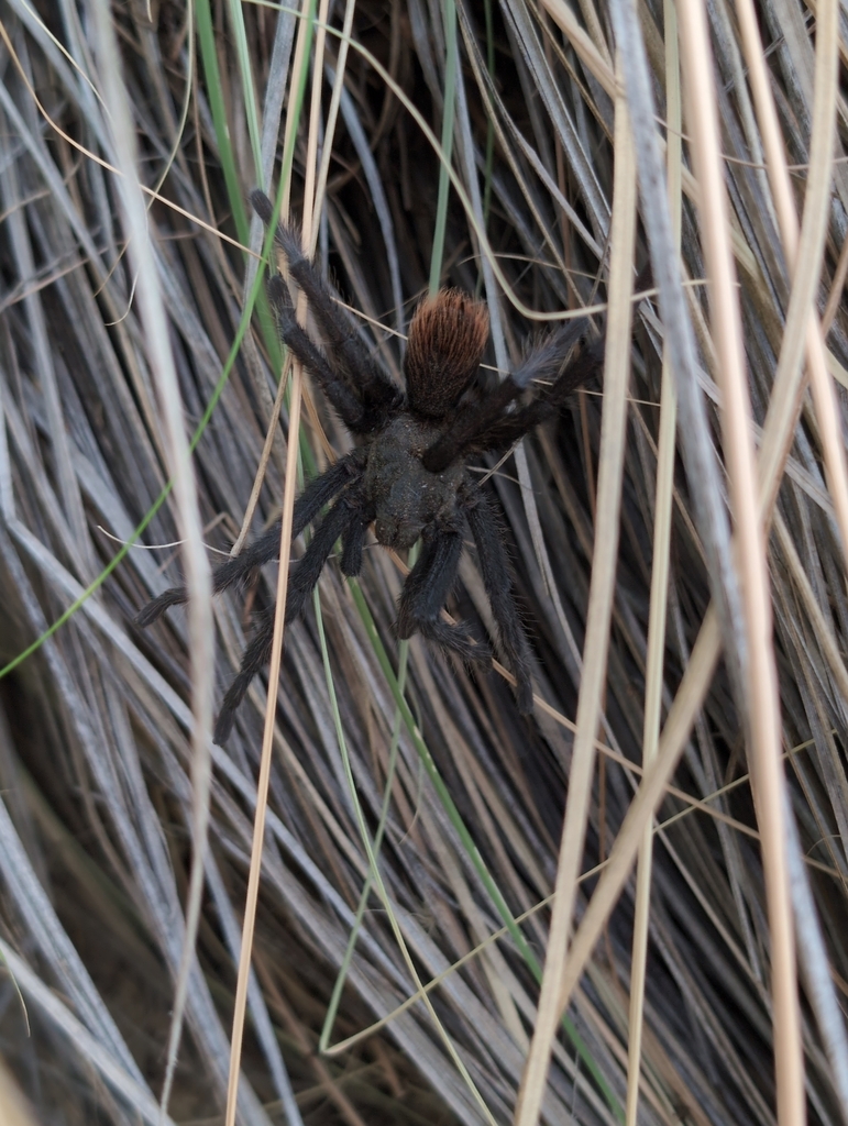 Tucson Bronze Tarantula from Tucson on August 17, 2024 at 08:20 AM by ...