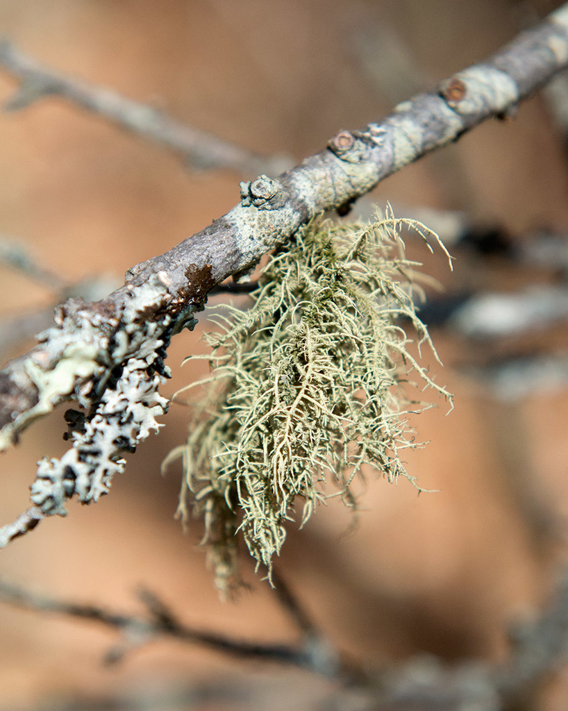 Bristly Beard Lichen (Denver-Boulder Metro Area: Fungi, Lichen, Algae ...