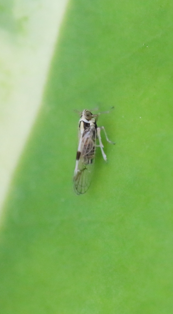 White-backed Planthopper from 大埔 on August 17, 2024 at 02:07 PM by ...