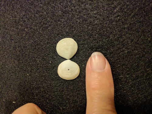 Semele australis · iNaturalist