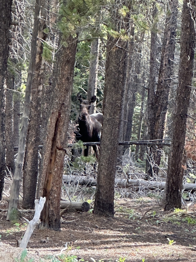 Moose from County Road 116, Nederland, CO, US on August 17, 2024 at 08: ...