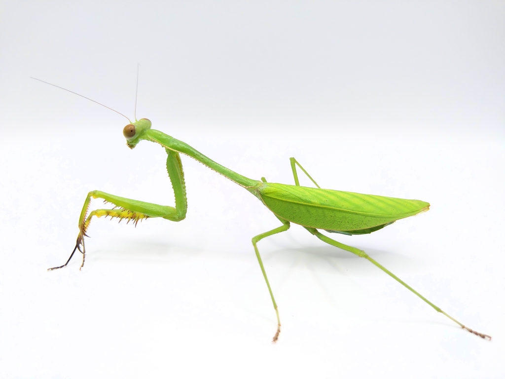 Camelomantis from マレーシア ペラ on July 30, 2024 at 12:25 AM by T.K.N ...