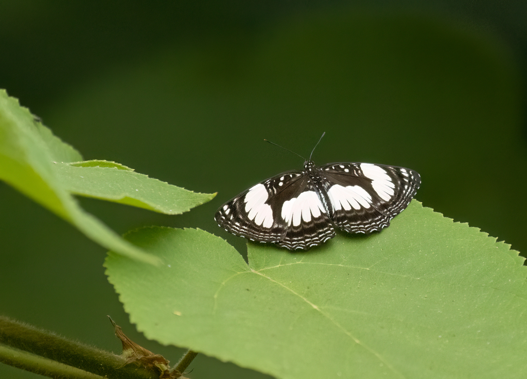 Typical Sailers from Manyago, Entebbe, Uganda on July 5, 2024 at 10:15 ...