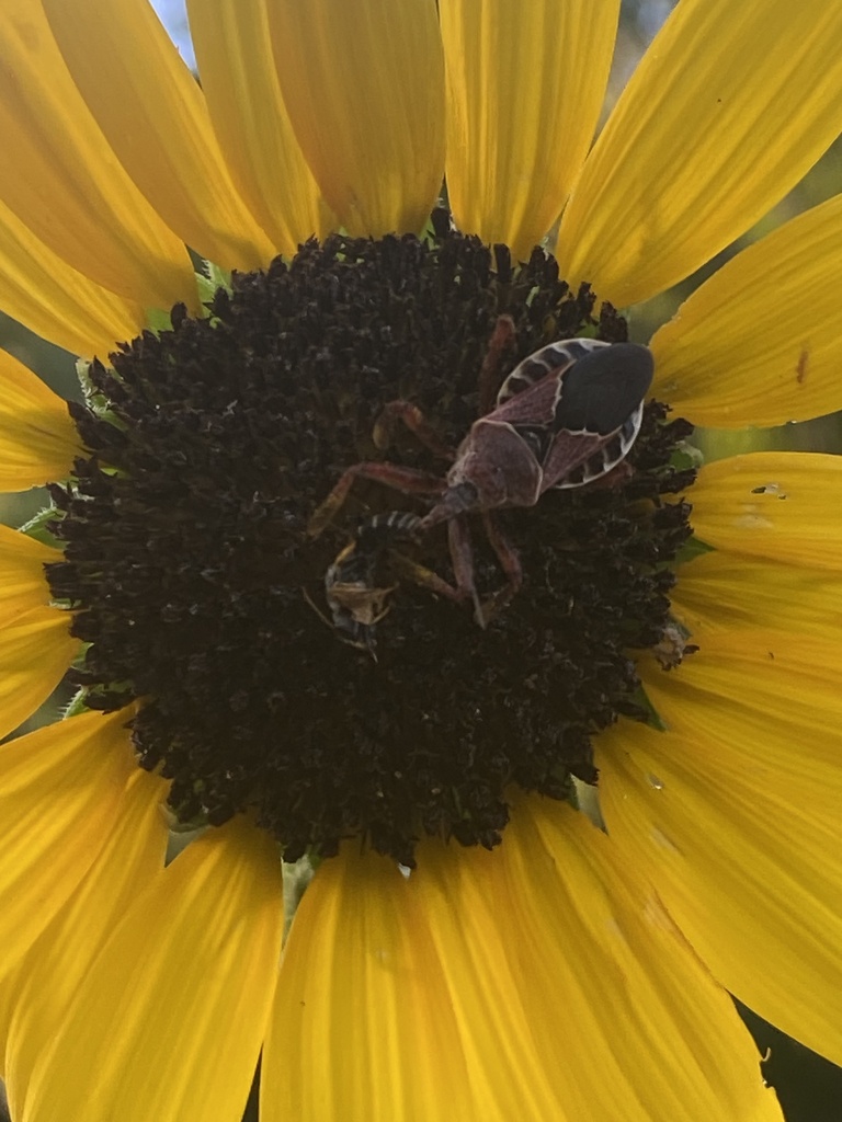 Plains Bee Assassin in August 2024 by Elizabeth. Very large bug ...