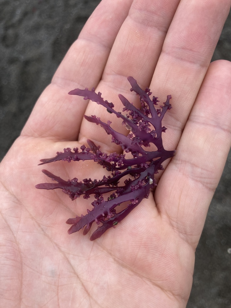 Gigartinaceae from Wellington, New Zealand on August 18, 2024 at 11:29 ...