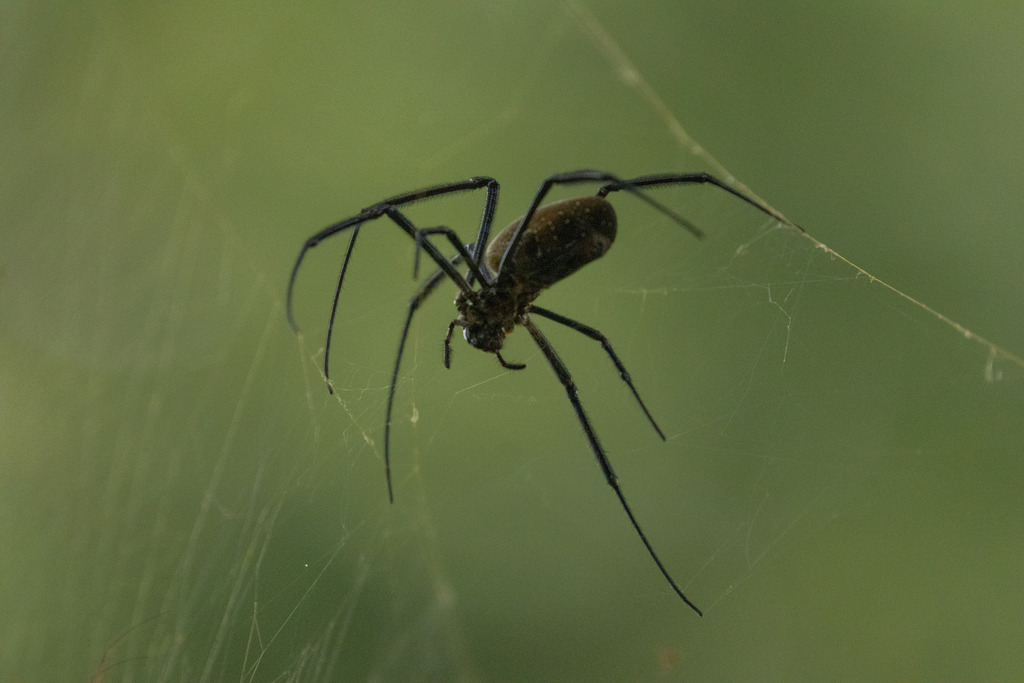 Banded Orbweavers from Manyago, Entebbe, Uganda on July 05, 2024 at 10: ...