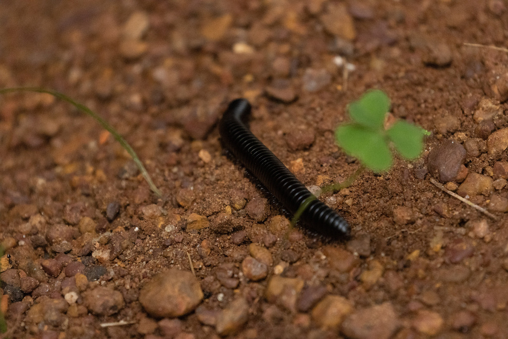 Round-backed Millipedes from Manyago, Entebbe, Uganda on July 5, 2024 ...