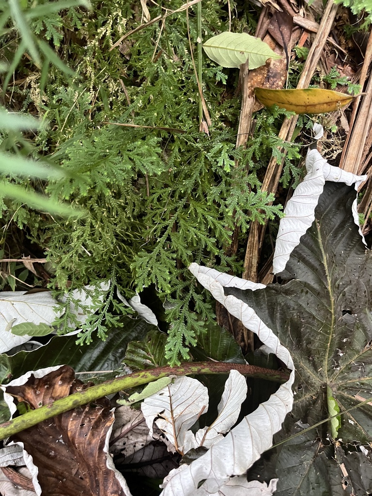 vascular plants from El Toro Wilderness, Canóvanas, PR, US on August 17 ...