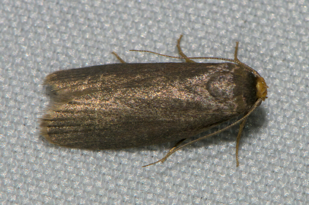 Lesser Wax Moth from Ann Arbor, MI on August 15, 2024 at 11:33 PM by ...