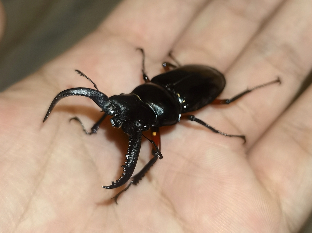 Pseudorhaetus sinicus sinicus from 浙江省丽水市云和县崇头镇云和梯田蛰居甲虫旅店 on August 17 ...