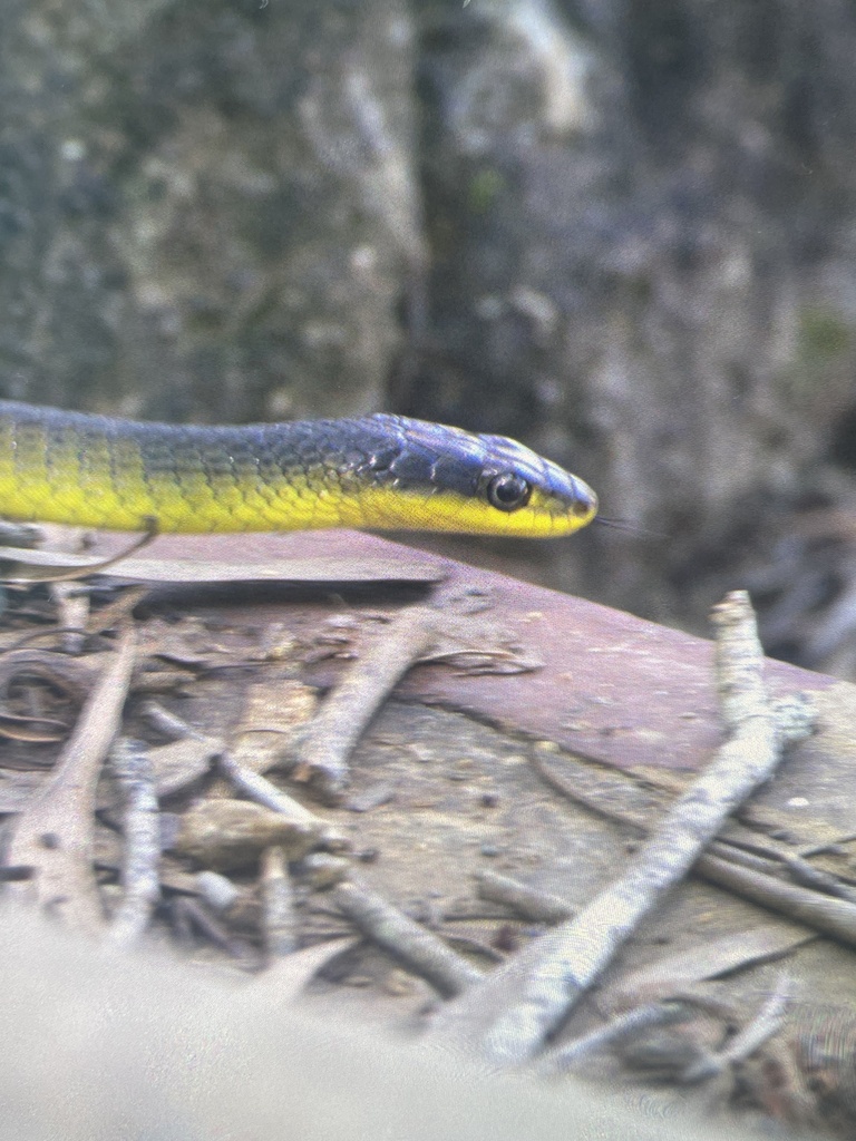 Common Tree Snake from Great Barrier Reef, Cape Conway, QLD, AU on ...